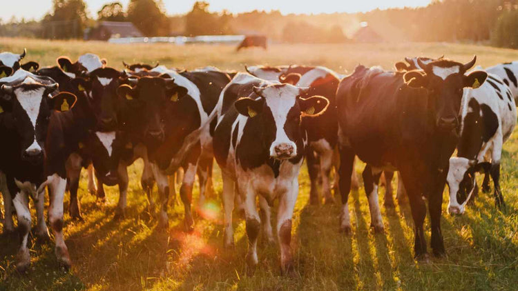 The Benefits of Beef Pancreas Supplement (Organ Superfoods) – Noble Origins